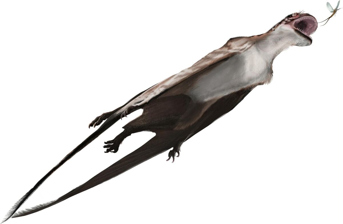 Category:Kimmeridgian Pterosaurs | Dinopedia | Fandom Category:Kimmeridgian Pterosaurs | Dinopedia | Fandom