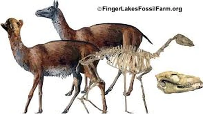 Discuss Everything About Dinopedia | Fandom