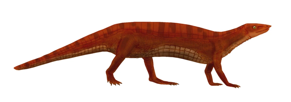 Neoaetosauroides | Dinopedia | Fandom