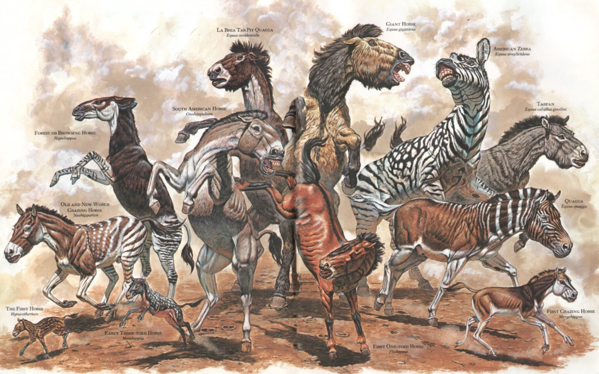 Hypohippus | Dinopedia | Fandom