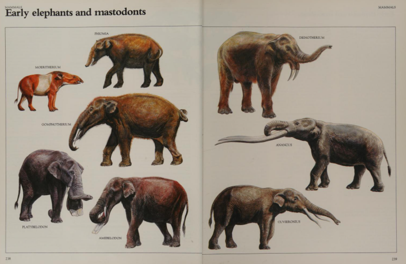 Cuvieronius | Dinopedia | Fandom