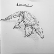 Protosuchus | Dinopedia | Fandom