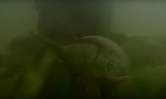 Paramblypterus | Dinopedia | Fandom