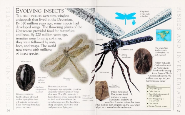 Devonian Insects
