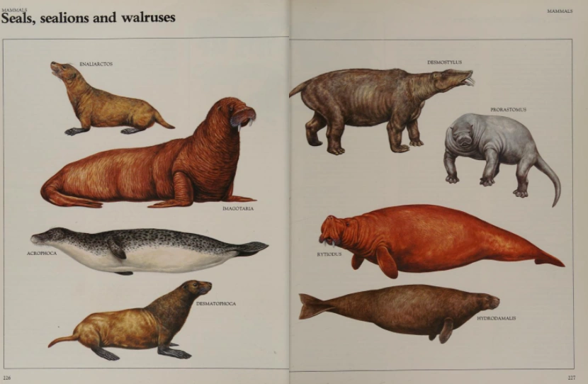 Desmatophoca | Dinopedia | Fandom