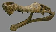 Sarcosuchus | Dinopedia | Fandom