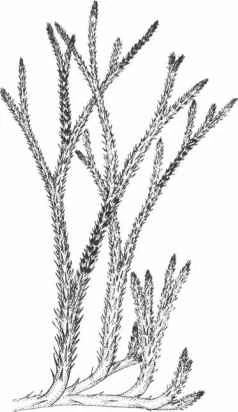 Drepanophycus | Dinopedia | Fandom