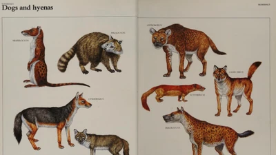 Discuss Everything About Dinopedia | Fandom