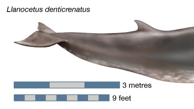 Discuss Everything About Dinopedia | Fandom
