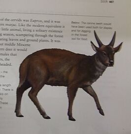 Euprox | Dinopedia | Fandom