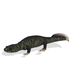 Opisthotriton | Dinopedia | Fandom