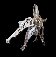 Spinosaurus | Dinopedia | Fandom