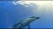 Basilosaurus | Dinopedia | Fandom