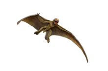 Jeholopterus | Dinopedia | Fandom