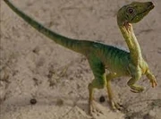 Compsognathus | Dinopedia | Fandom