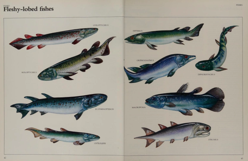 Griphognathus | Dinopedia | Fandom