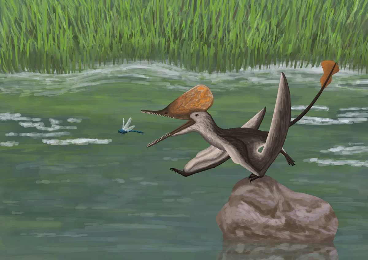 Ceoptera | Dinopedia | Fandom