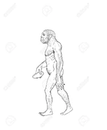 Australopithecus | Dinopedia | Fandom