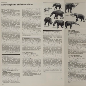 Discuss Everything About Dinopedia | Fandom