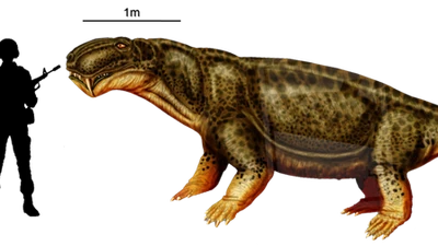 Discuss Everything About Dinopedia | Fandom