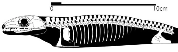 Coelostegus | Dinopedia | Fandom