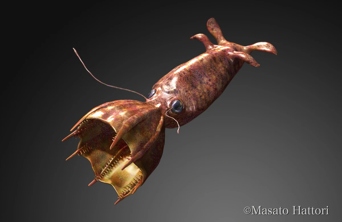 Nanaimoteuthis | Dinopedia | Fandom