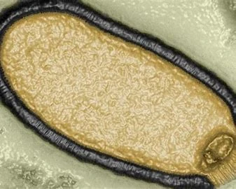 Category:Lazarus taxa | Dinopedia | Fandom