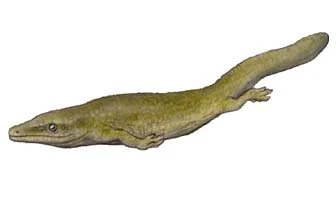 Dallasaurus | Dinopedia | Fandom