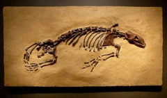 Monotherium | Dinopedia | Fandom