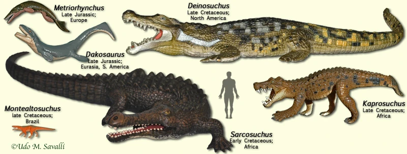 Crocodylomorpha | Dinopedia | Fandom