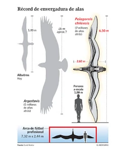 Esqueleto De Argentavis Magnificens