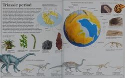 Crogaill Triassic Lecture 9 Triassic: Moenkopi, Karroo,