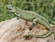 Labyrinthodontia | Dinopedia | Fandom