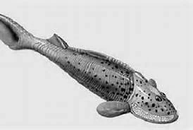 Hemicyclaspis | Dinopedia | Fandom