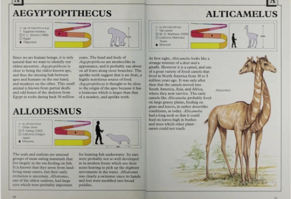 Aegyptopithecus | Dinopedia | Fandom