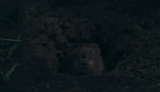 Mesodma | Dinopedia | Fandom