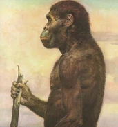 Australopithecus | Dinopedia | Fandom
