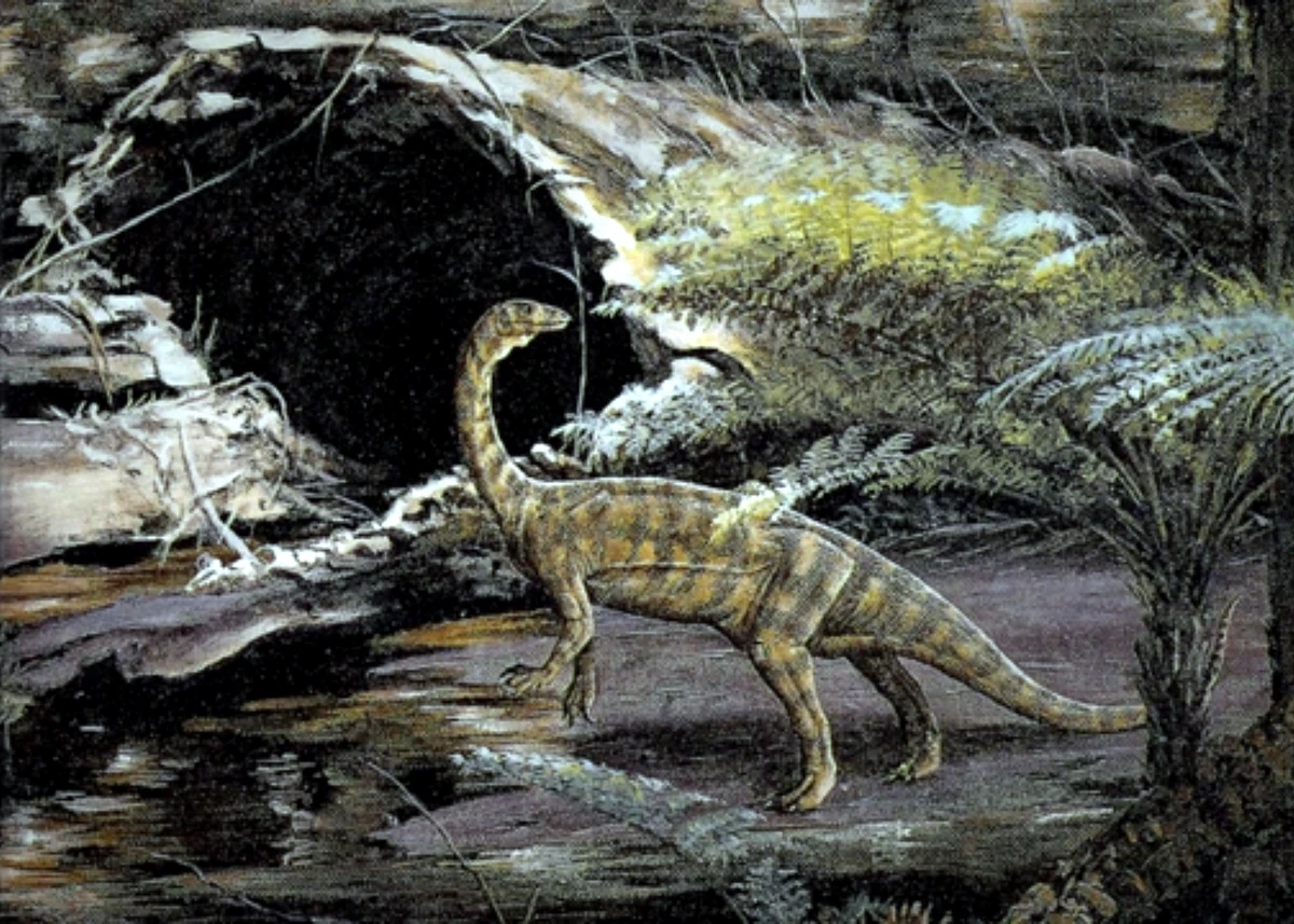 Anchisaurus | Dinopedia | Fandom