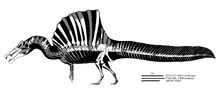 Spinosauridae | Dinopedia | Fandom