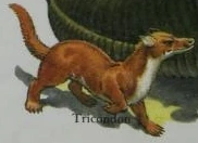 Triconodon | Dinopedia | Fandom