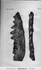 Andrewsarchus | Dinopedia | Fandom