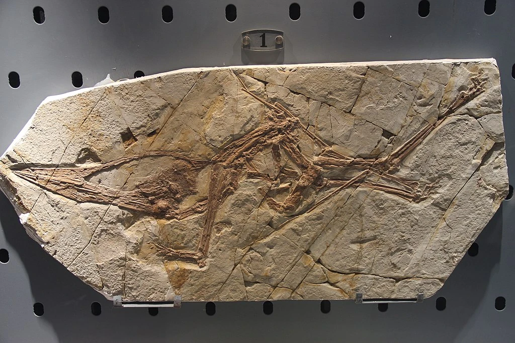 Shenzhoupterus | Dinopedia | Fandom