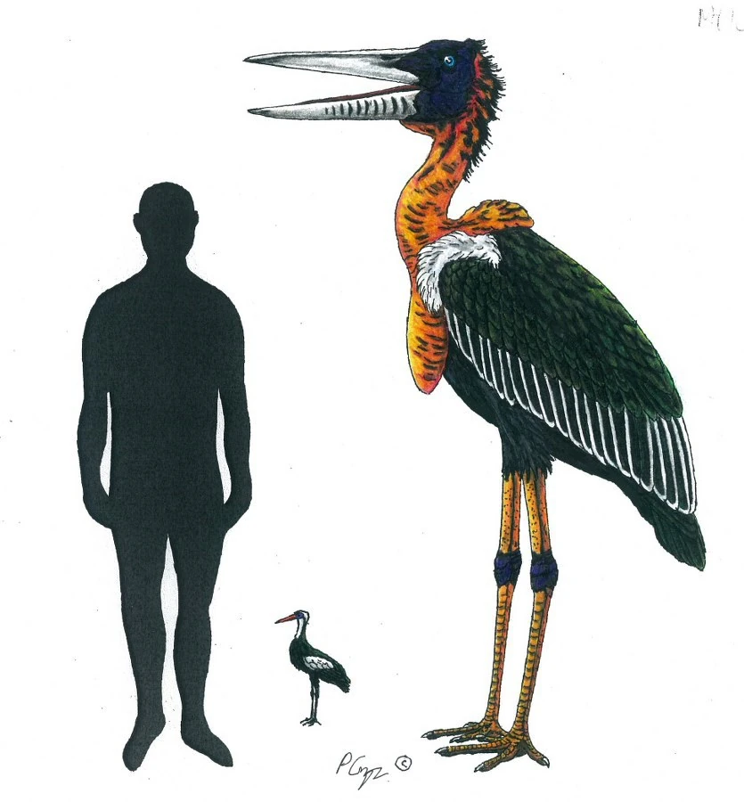 Palaeoephippiorhynchus | Dinopedia | Fandom