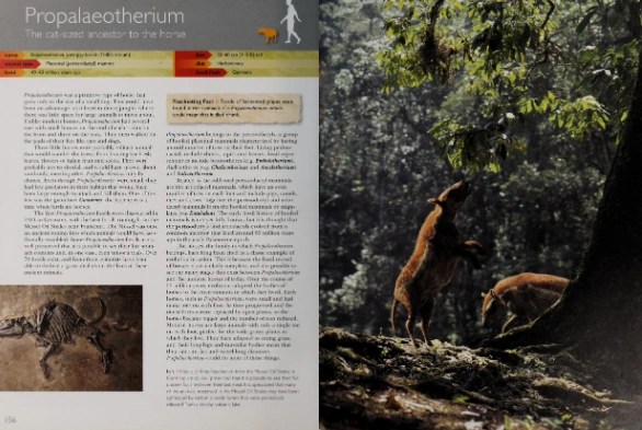 Propalaeotherium | Dinopedia | Fandom