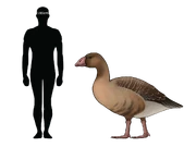 Garganornis | Dinopedia | Fandom