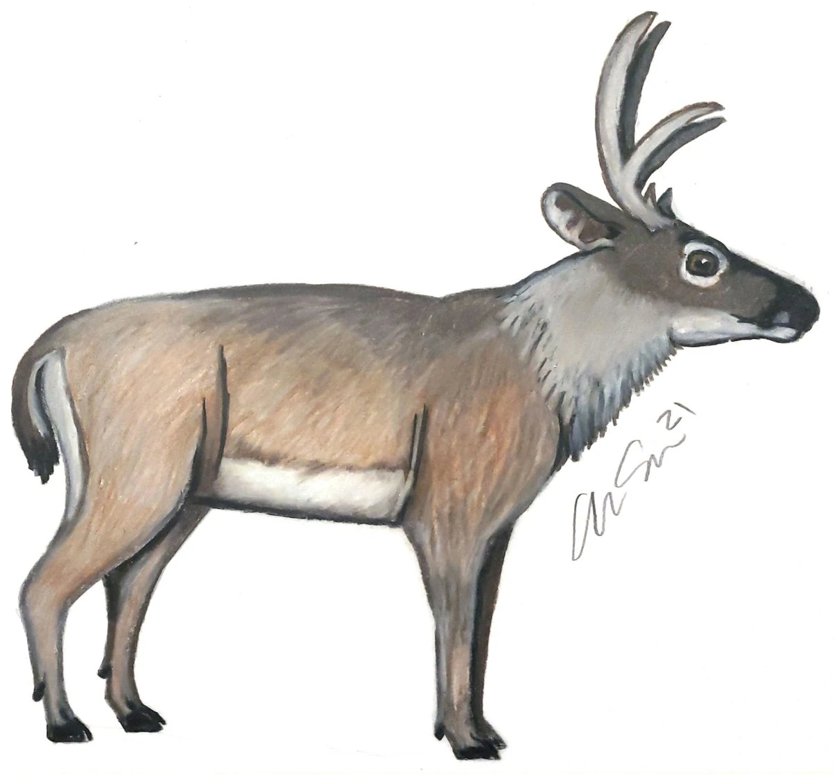 American Mountain Deer | Dinopedia | Fandom