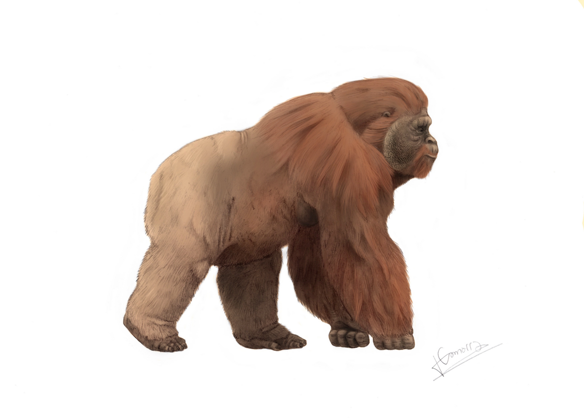 Gigantopithecus Dinopedia Fandom