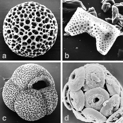 Microfossil | Dinopedia | Fandom