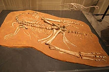 Ajancingenia | Dinopedia | Fandom