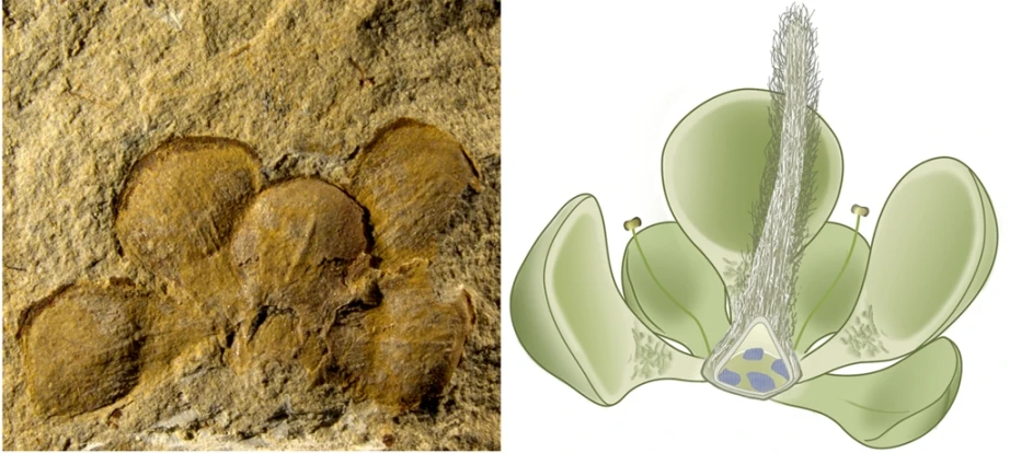 Euanthus | Dinopedia | Fandom